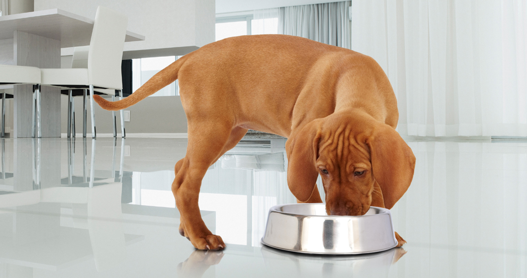 dev-IconicPet.com – Iconic Pet Store