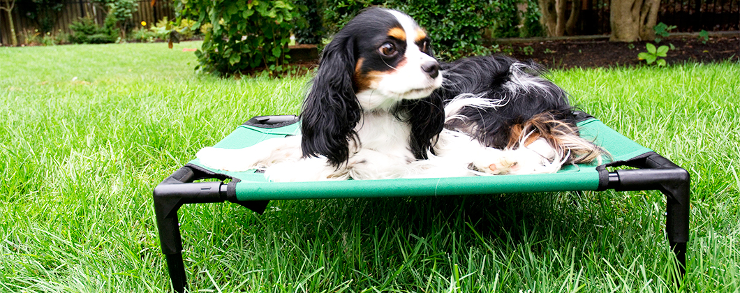 Drop Ship – dev-IconicPet.com